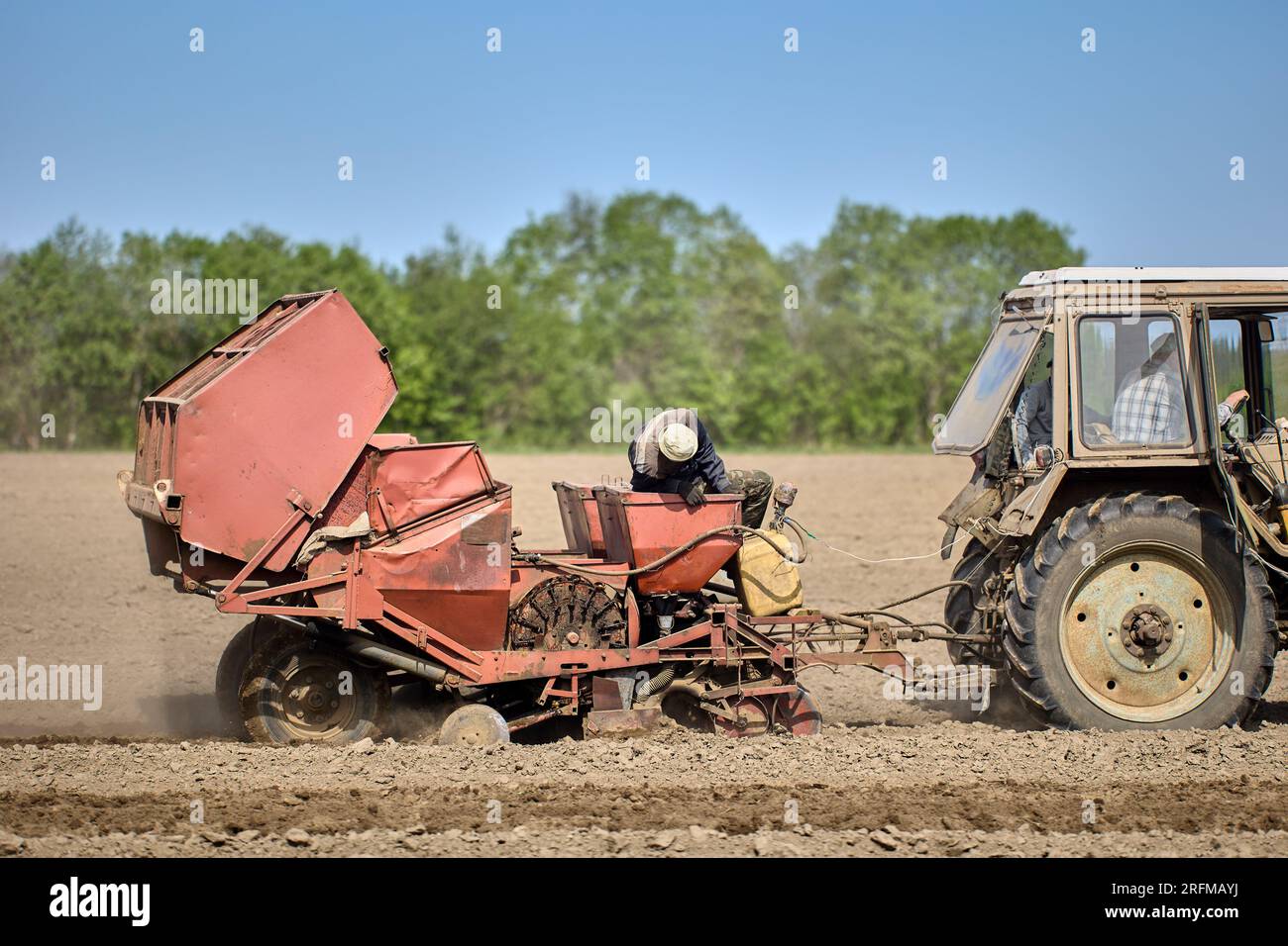Planting potatoes with potato planter hitched to wheeled agricultural ...