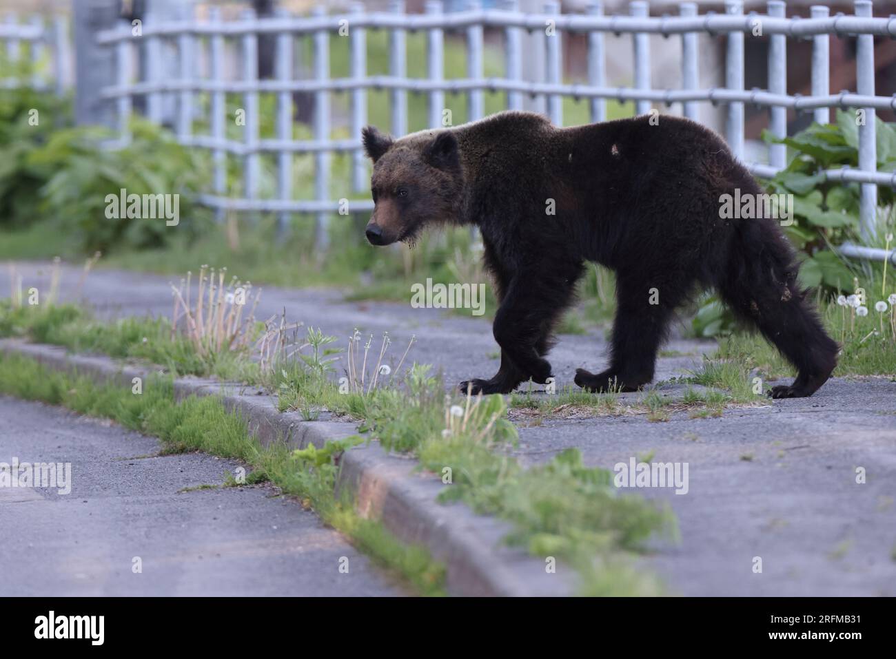 Ussuri brown bear Ursus arctos lasiotus. Shiretoko National Park ...