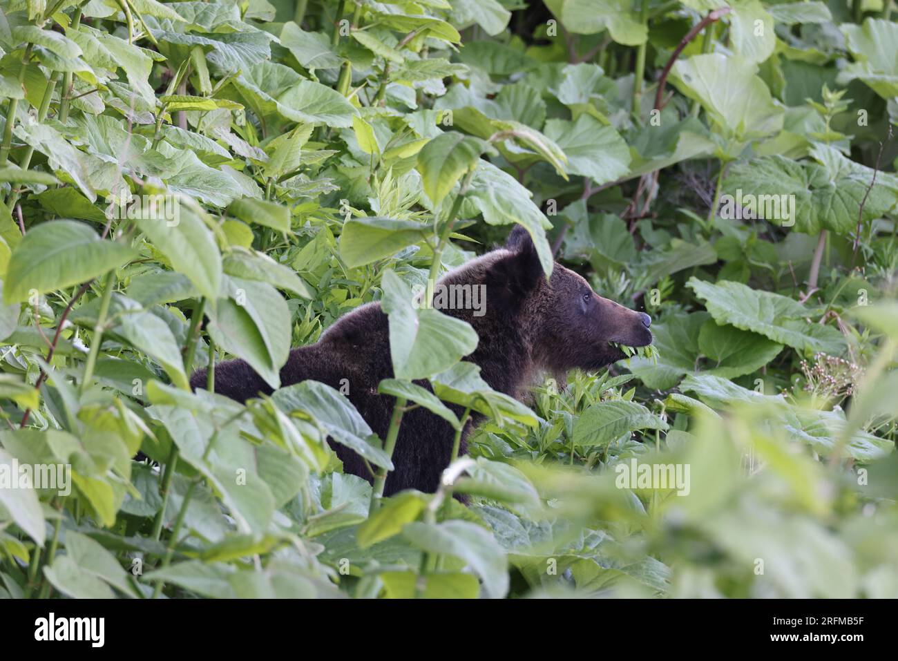 Ussuri brown bear Ursus arctos lasiotus. Shiretoko National Park ...
