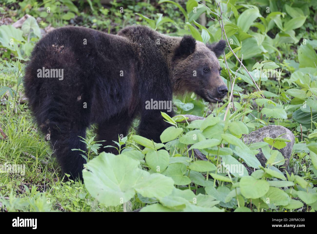 Ussuri brown bear Ursus arctos lasiotus. Shiretoko National Park ...