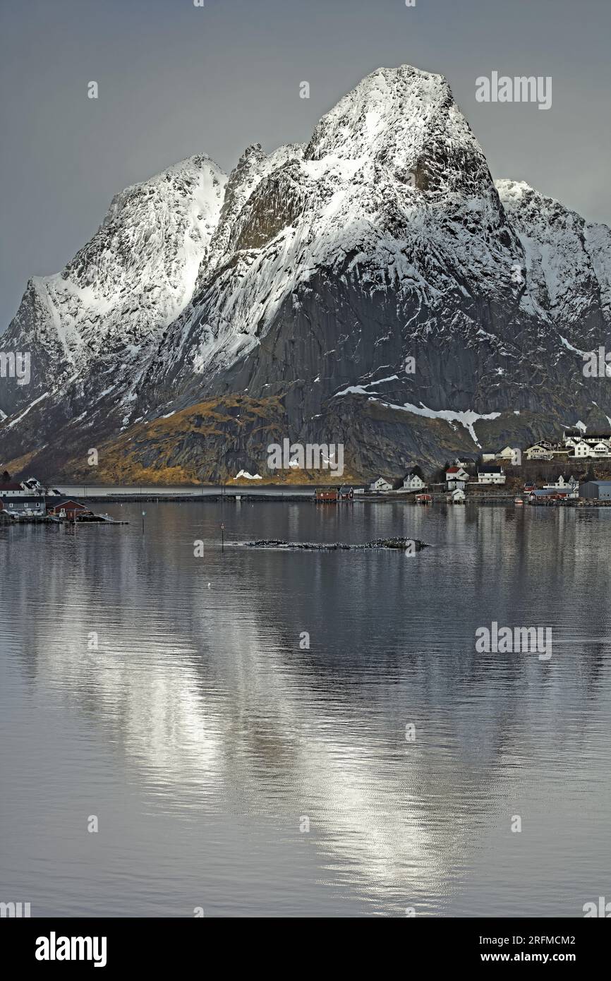 Norvège, Iles Lofoten, Moskenes, site portuaire de Reine, Reinefjorden ...