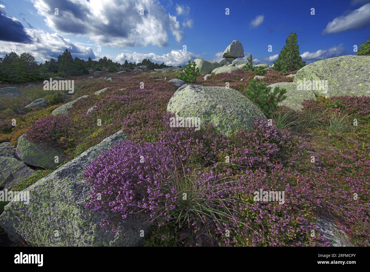 France, Gard Genolhac, Mont Lozere, Pic Cassini, flowering heather ...