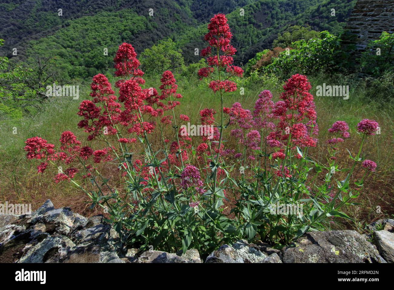 Red valerian in flower hi-res stock photography and images - Alamy