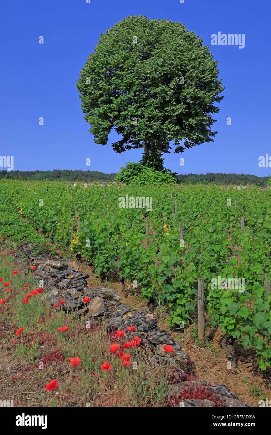 France, Côte-d'Or department, tree isolated in the vineyards. Blue sky ...