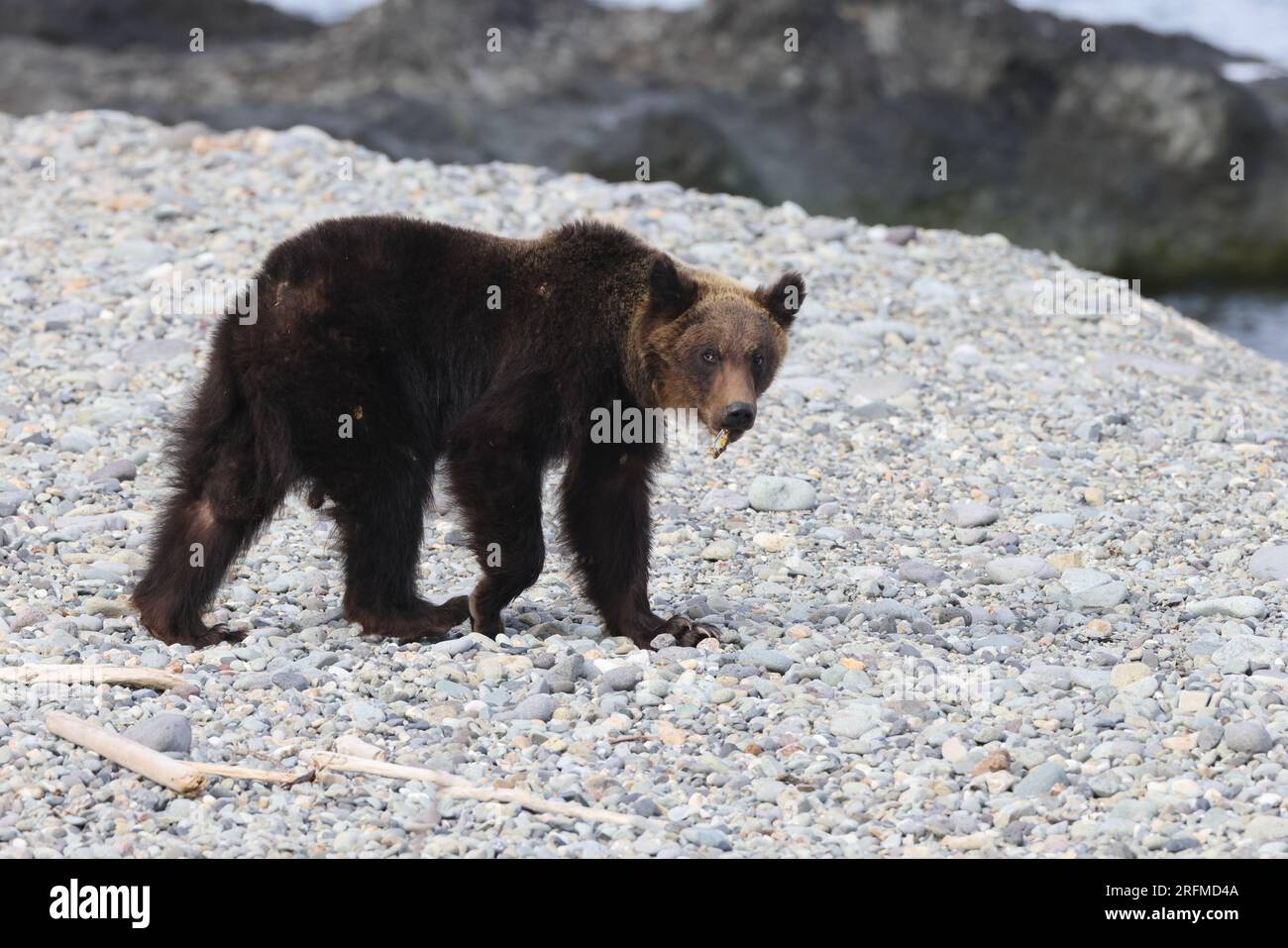 Ussuri Brown Bear Ussuri Brown Bear Ursus Arctos Lasiotus. Brown Bear