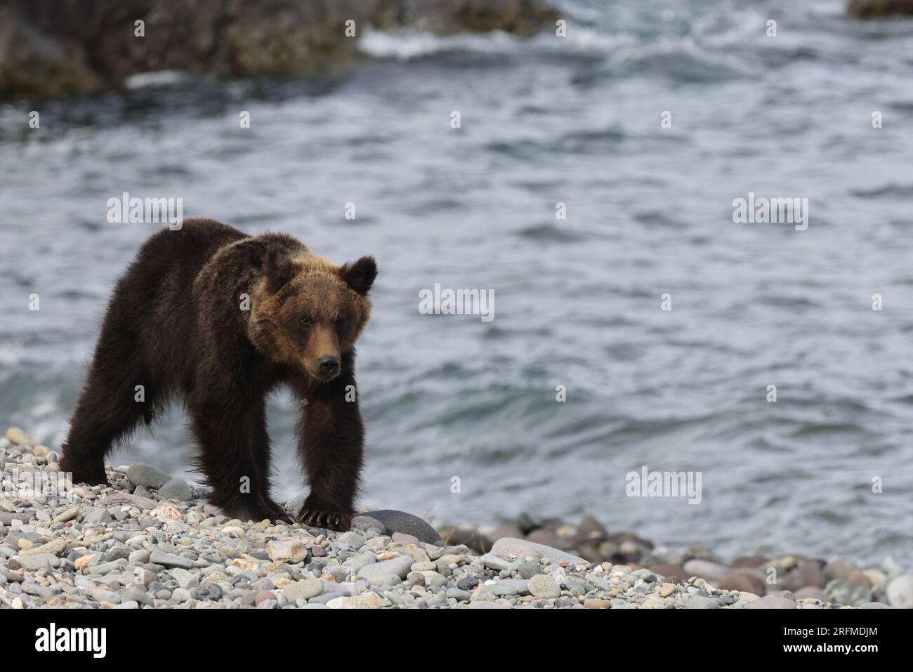 Ussuri brown bear Ursus arctos lasiotus. brown bear on the beach in the ...