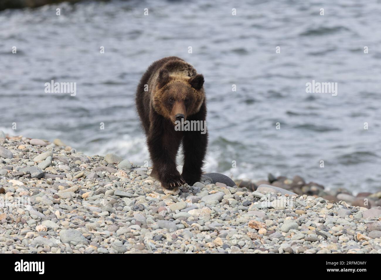 Ussuri brown bear Ursus arctos lasiotus. brown bear on the beach in the ...