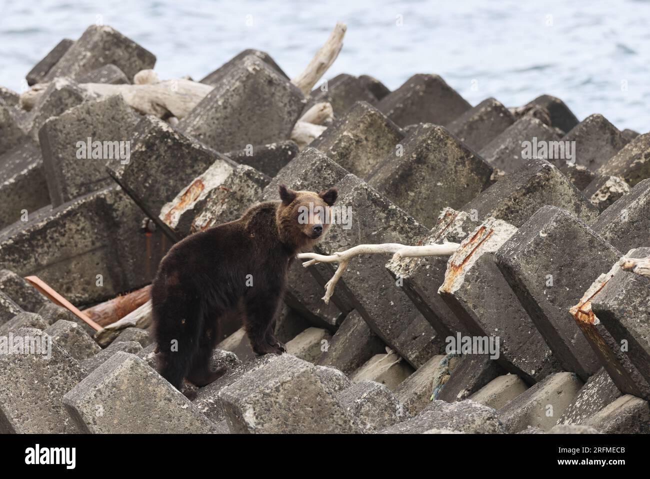 Ussuri brown bear Ursus arctos lasiotus. brown bear on the beach in the ...