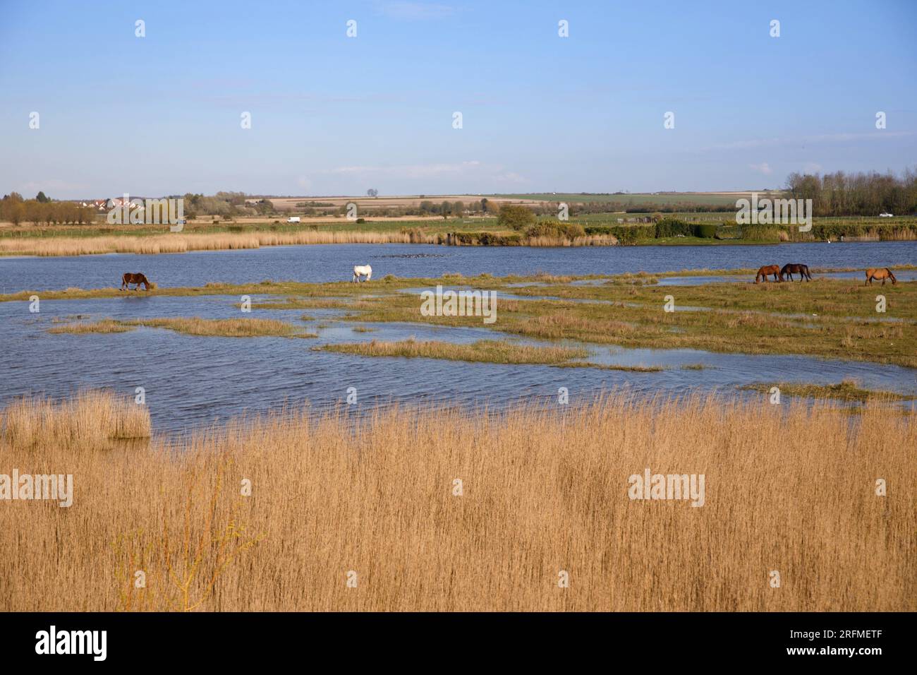 France, Hauts de France region, Somme, Baie de Somme, Saint-Valery-sur ...