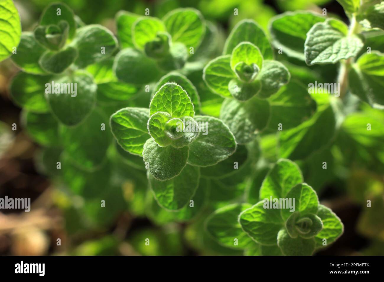 Zaatar zoubaa hi-res stock photography and images - Alamy