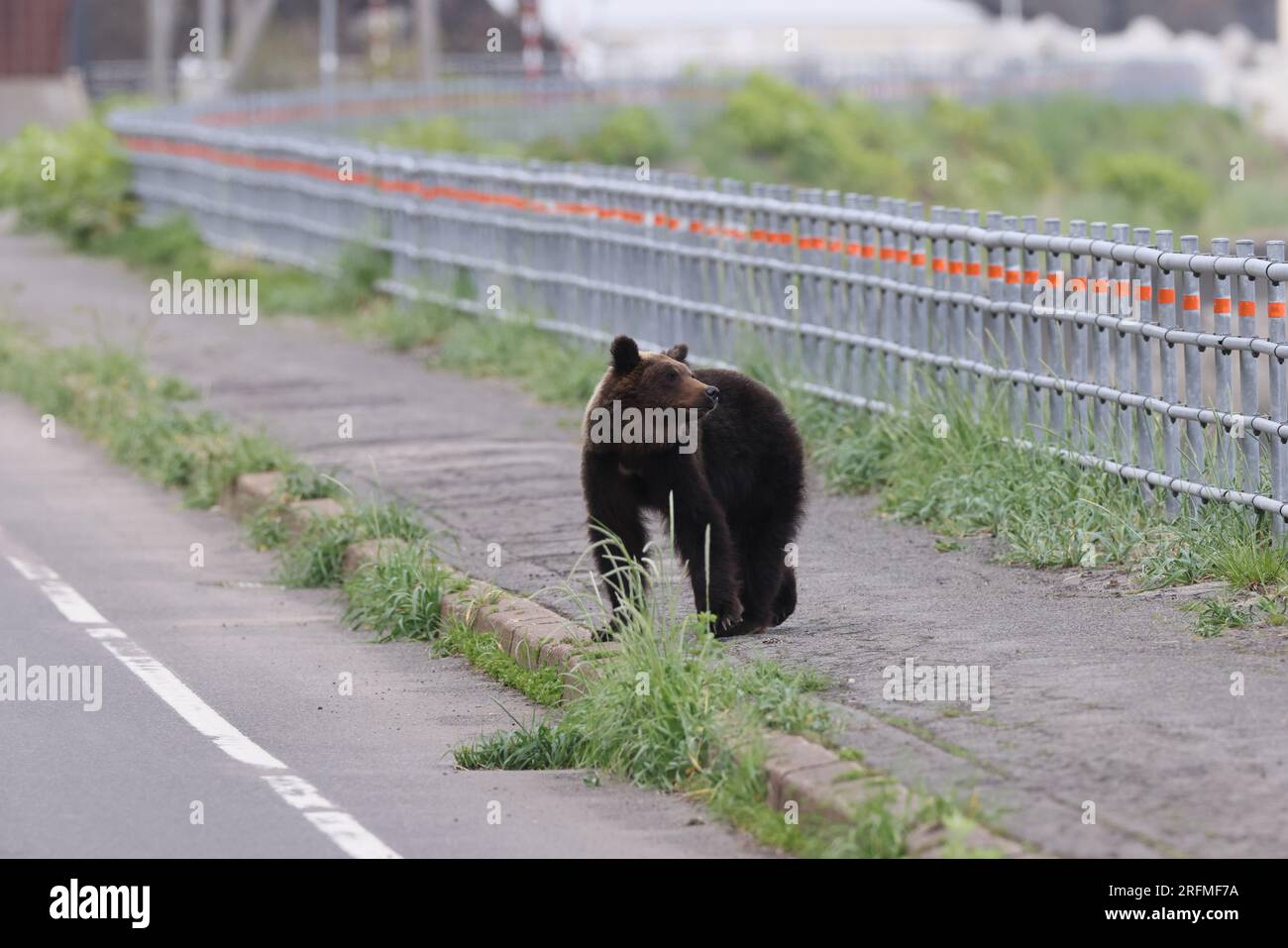 Ussuri brown bear Ursus arctos lasiotus. Shiretoko National Park ...