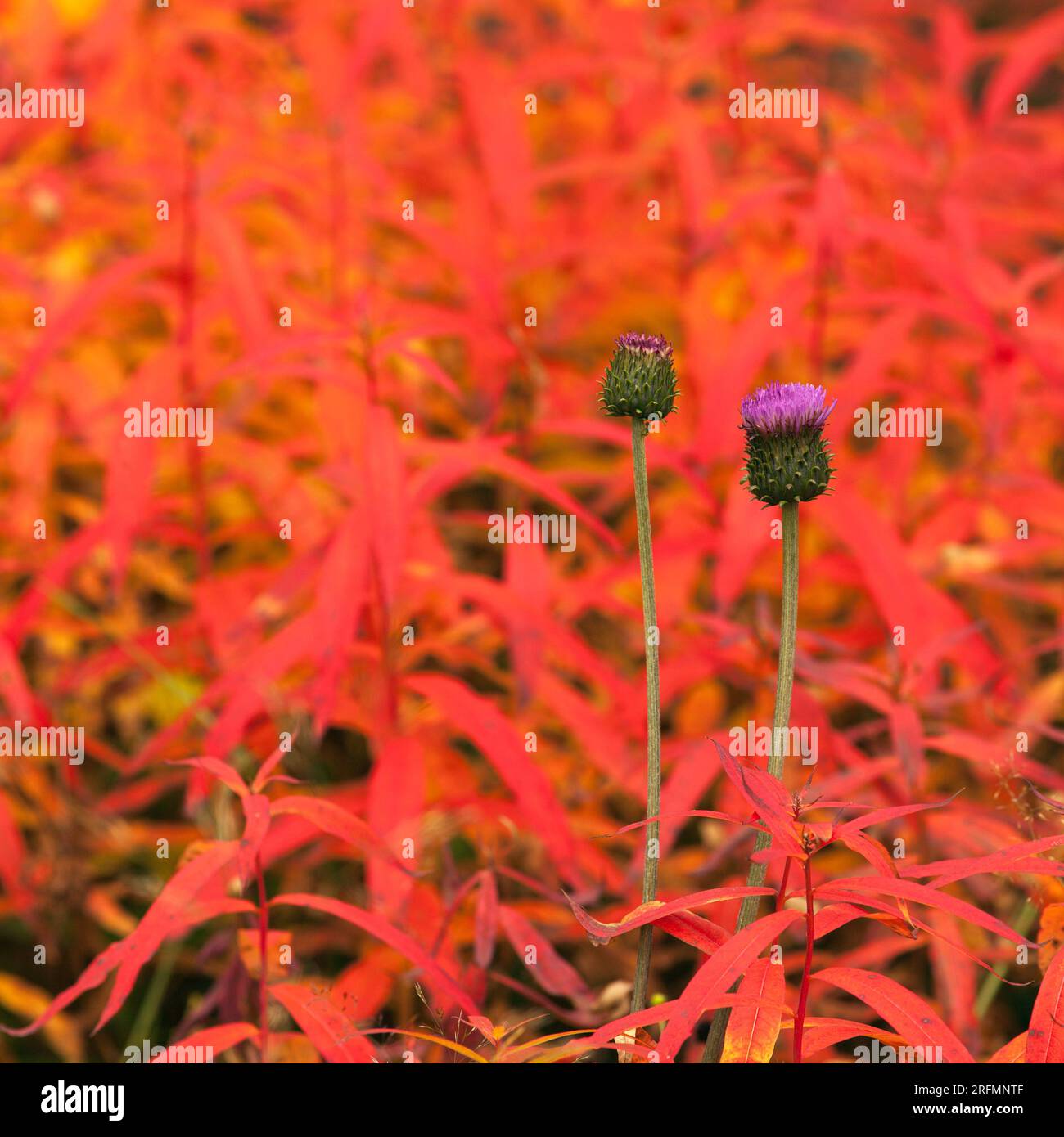 A couple of thistles this side red colored fire grass. Red leaves ...