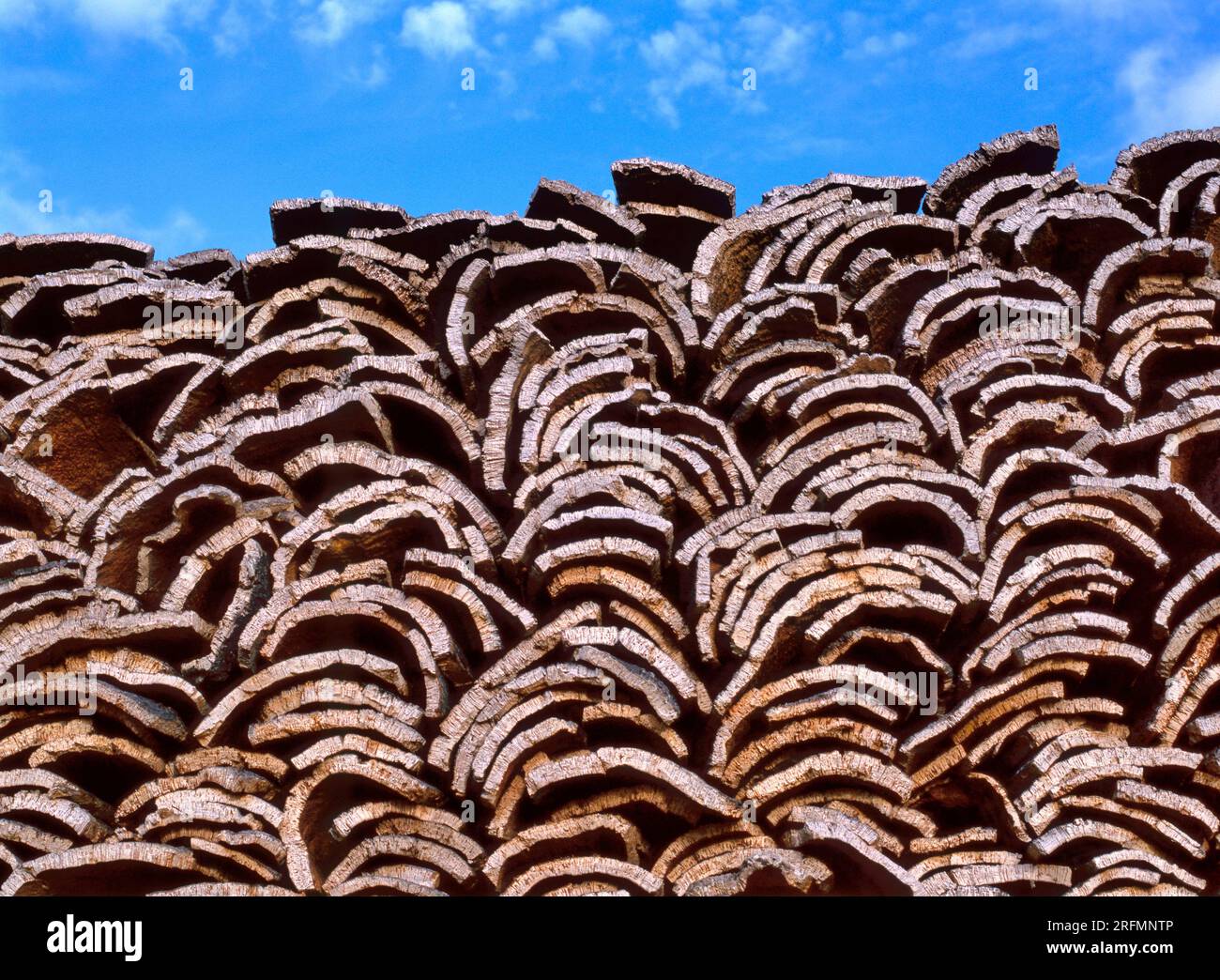 Quercus suber timber hi-res stock photography and images - Alamy