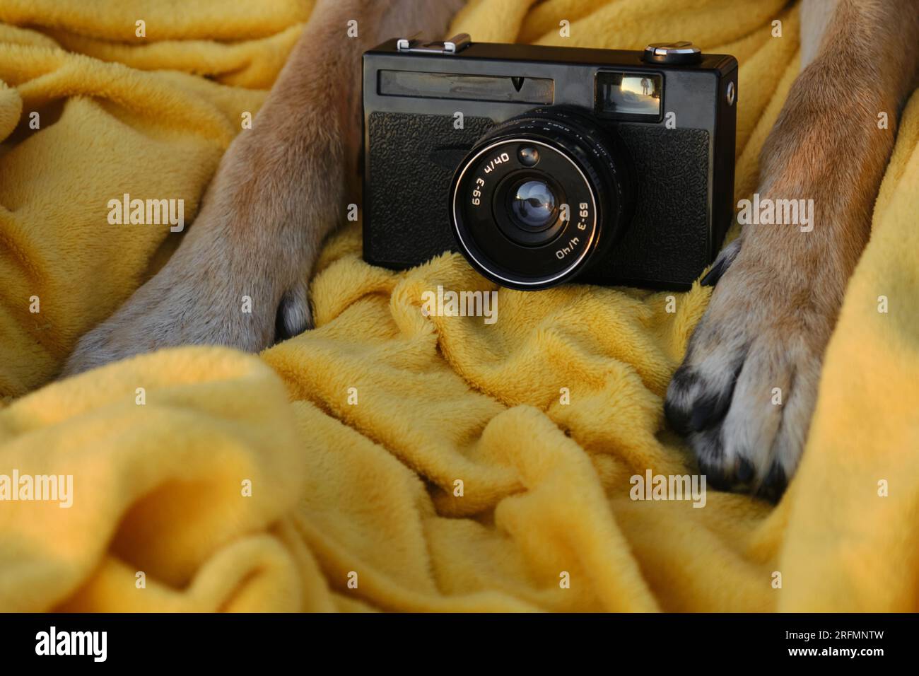 Red paws of a dog on a yellow plaid with a retro photo camera. Vintage ...