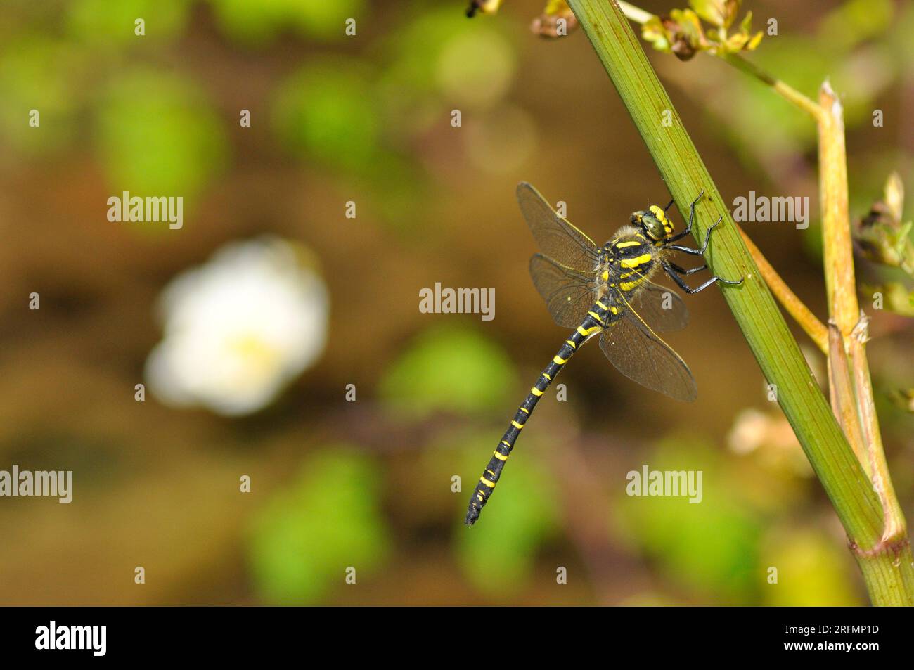 Cordulegastridae family hi-res stock photography and images - Alamy