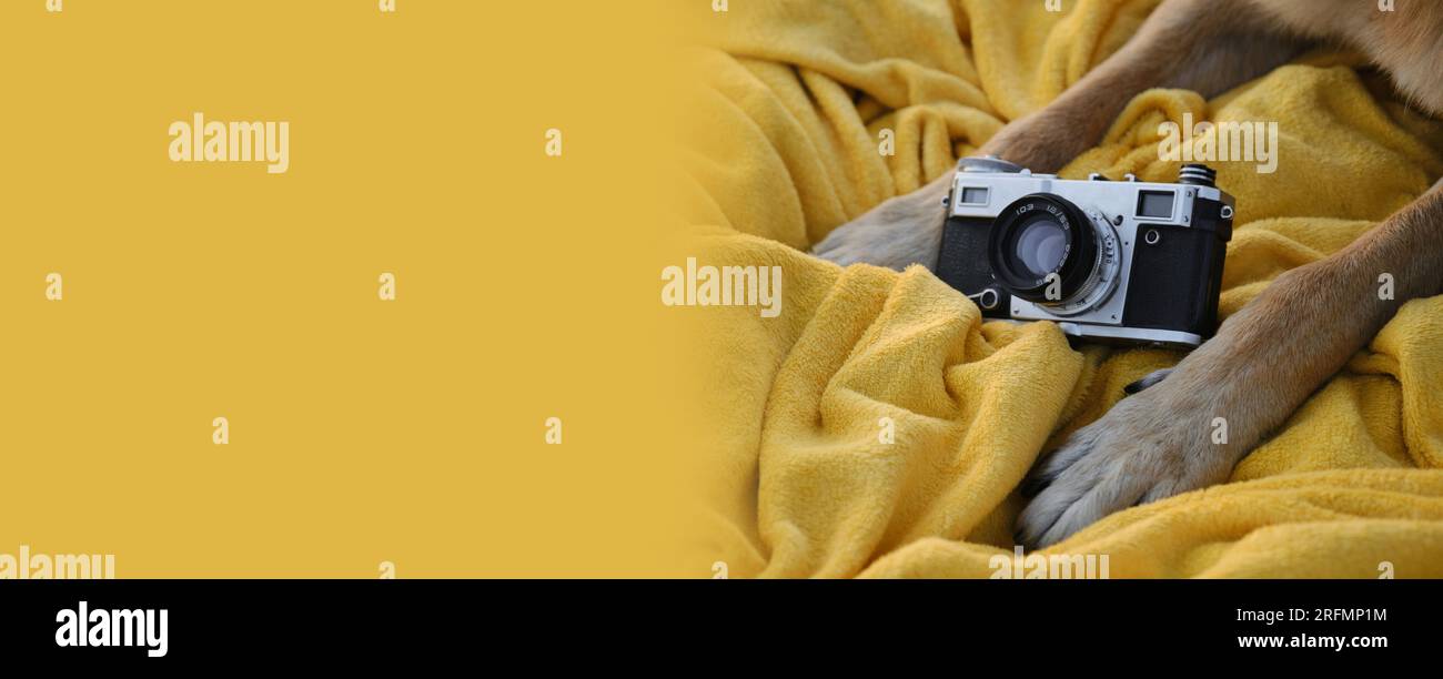 Red paws of a dog on a yellow plaid with a retro photo camera. Vintage ...