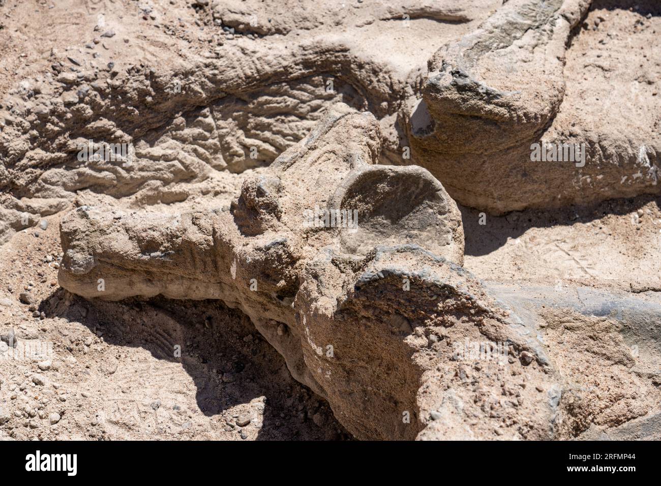 Fossil Bone Quarry At Troy Haynes Blog