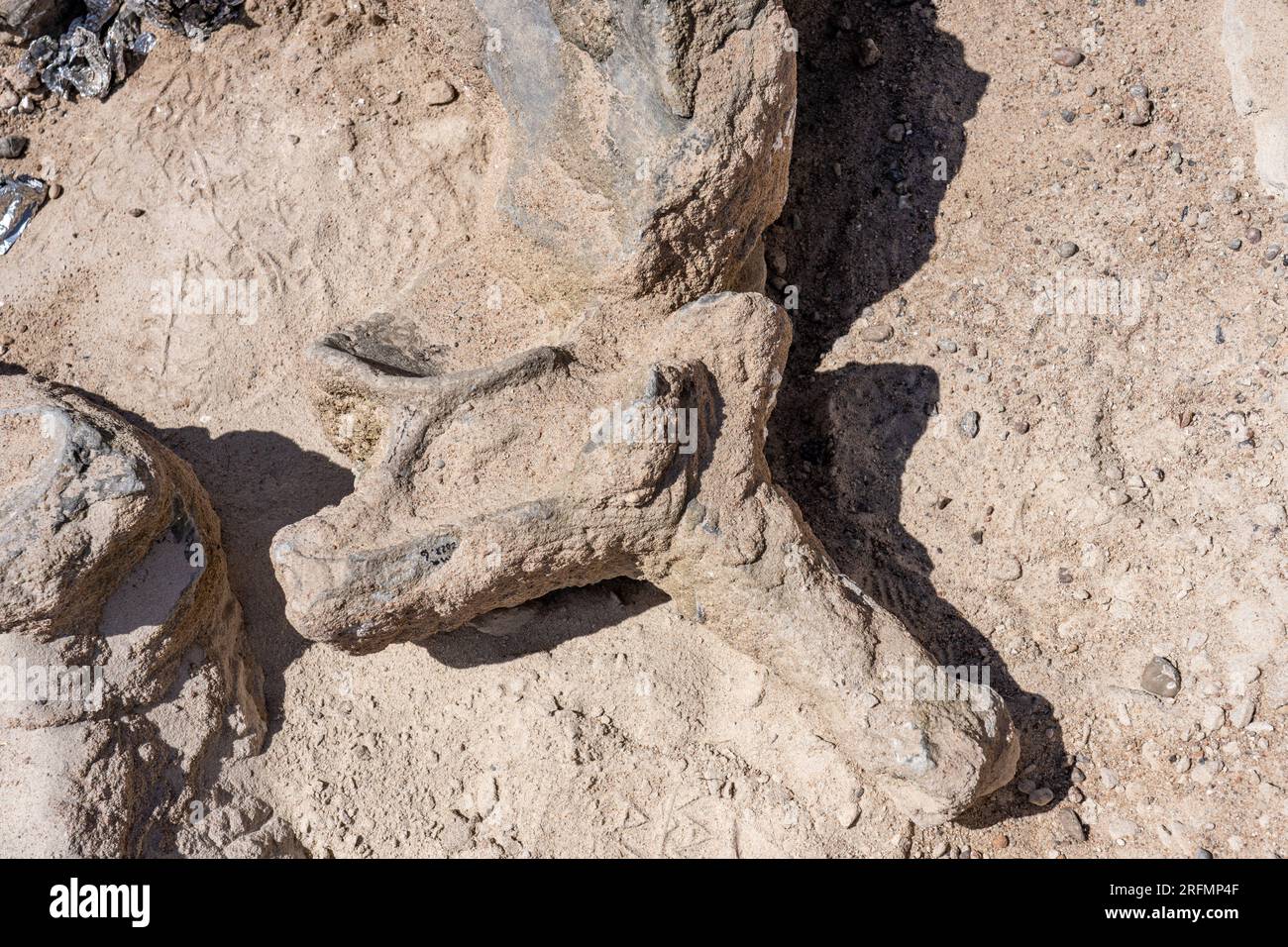 Dinosaur bone fossils being excavated in the Burpee Dinosaur Quarry in ...