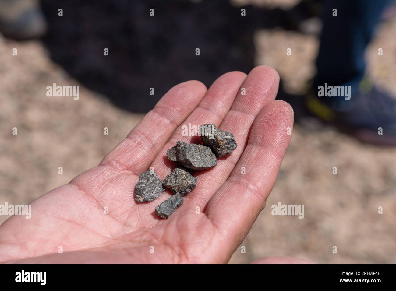 Dinosaur bone fossils picked up off the ground in the Burpee Dinosaur ...