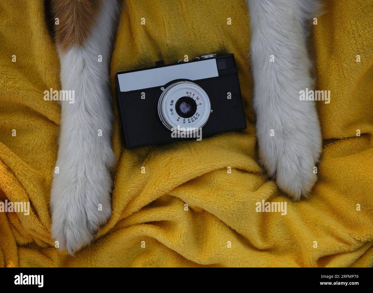 White paws of a dog on a yellow plaid with a retro photo camera ...