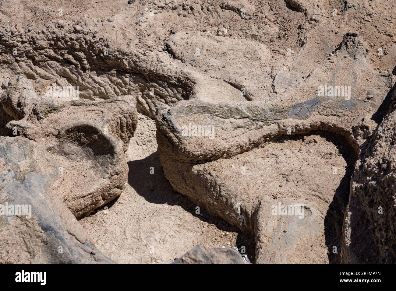 Dinosaur bone fossils being excavated in the Burpee Dinosaur Quarry in ...