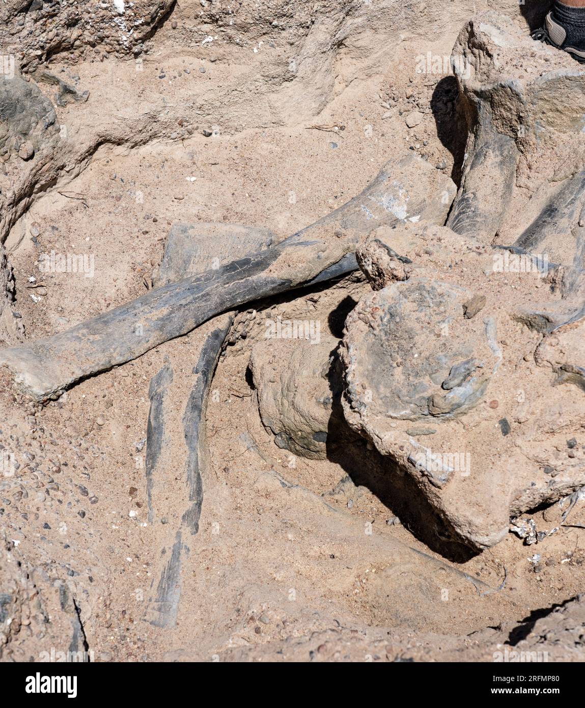 Burpee dinosaur hi-res stock photography and images - Alamy