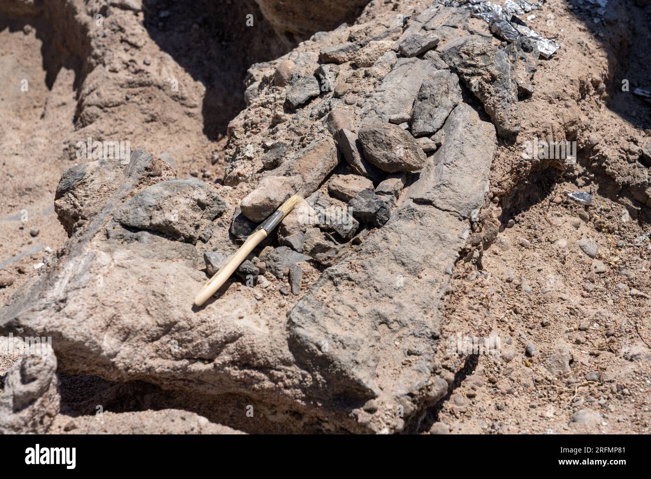 Burpee museum of natural history hi-res stock photography and images ...