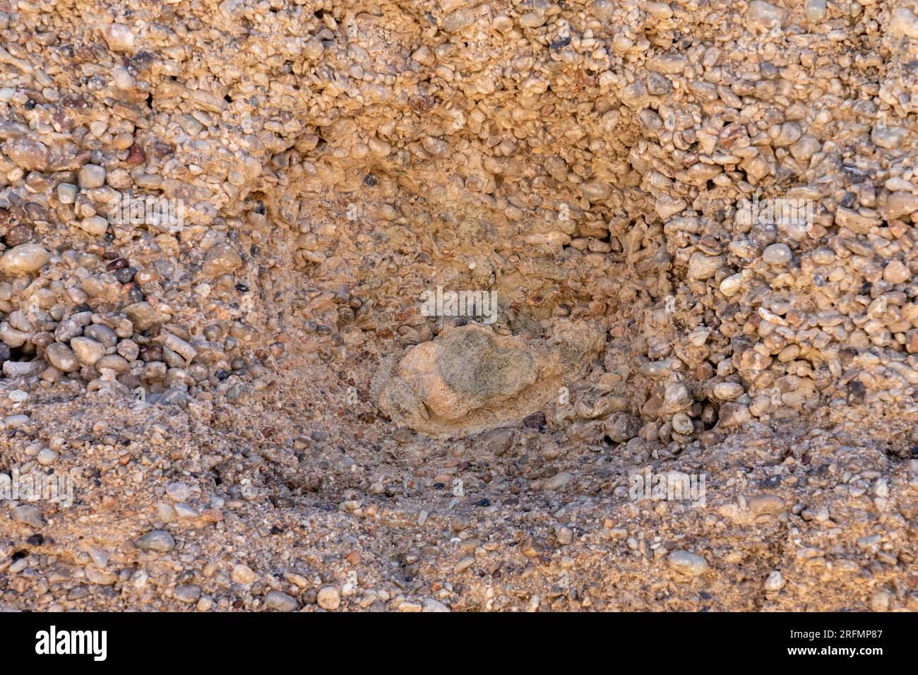 Dinosaur bone fossil in the sediment in the Burpee Dinosaur Quarry in ...