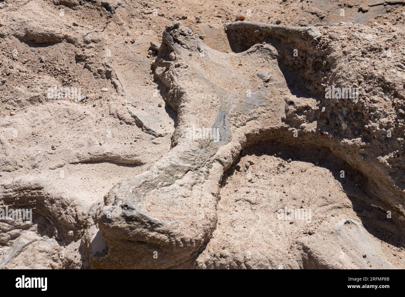 Dinosaur bone fossils being excavated in the Burpee Dinosaur Quarry in ...