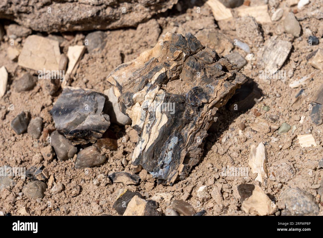 Burpee dinosaur hi-res stock photography and images - Alamy