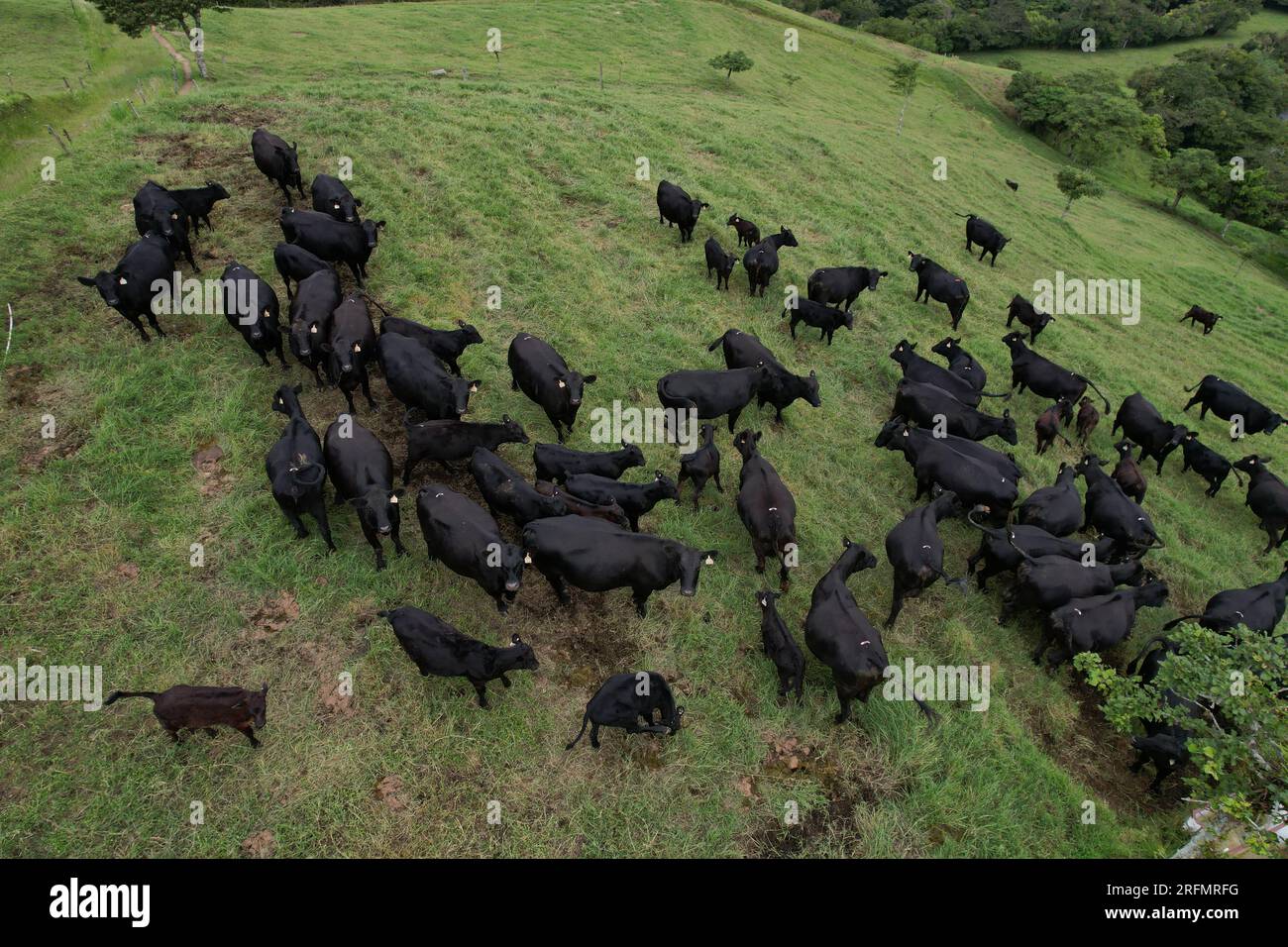 Aerial View of a Cow barn in the country side Stock Photo - Alamy