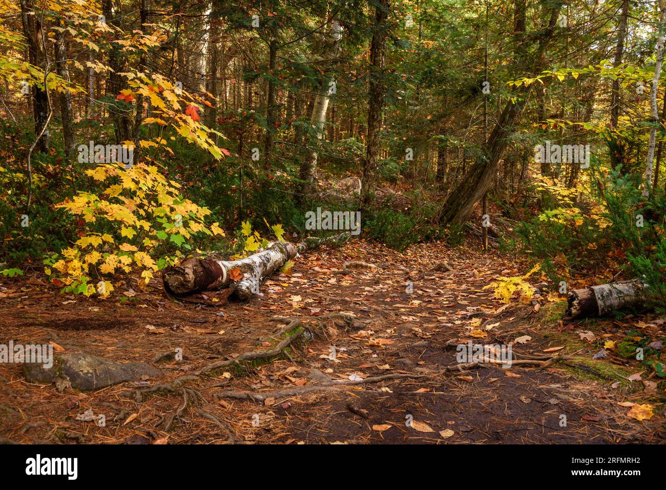 Leaf covered forest trail hi-res stock photography and images - Alamy