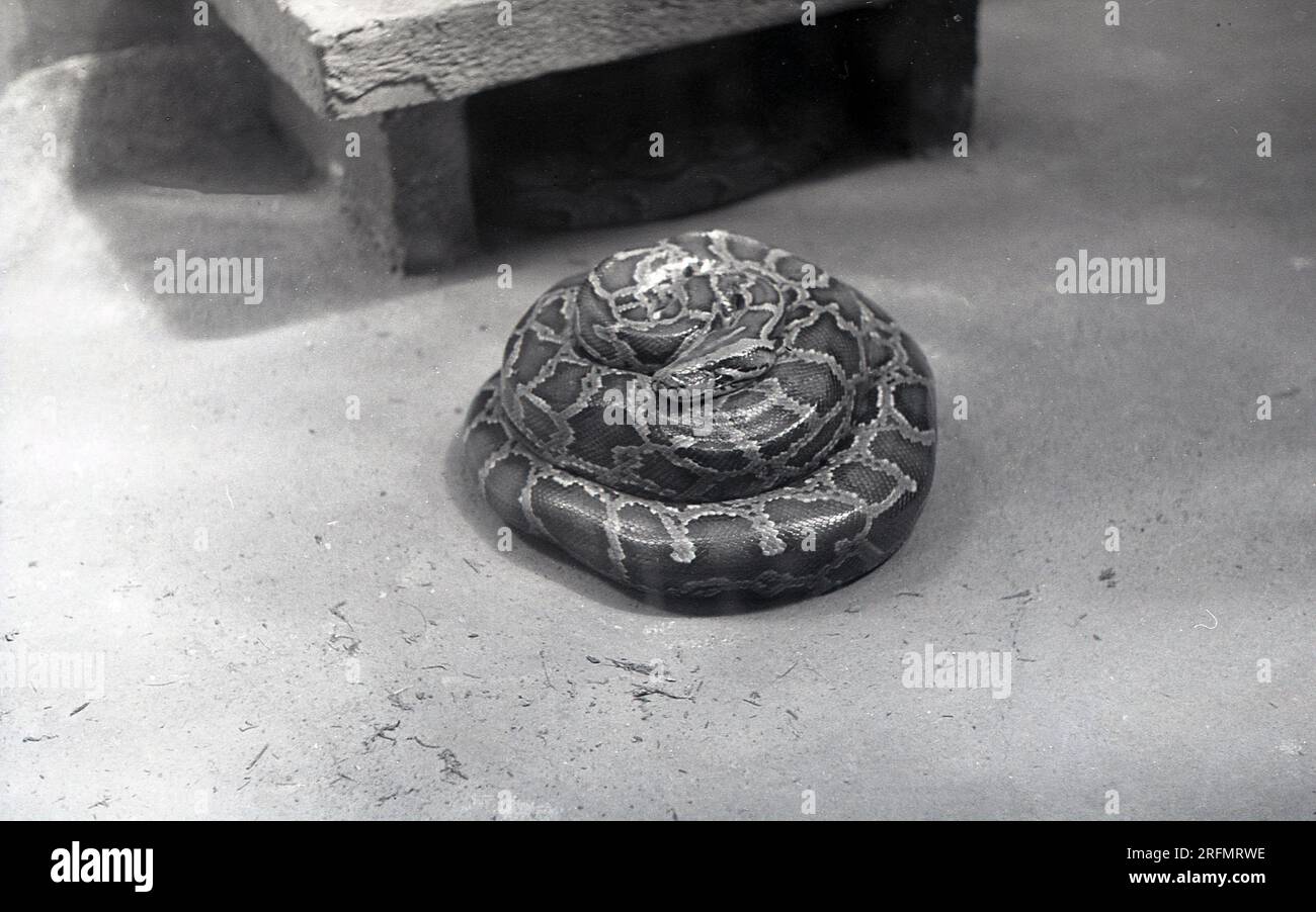 Black and white snake hi-res stock photography and images - Alamy
