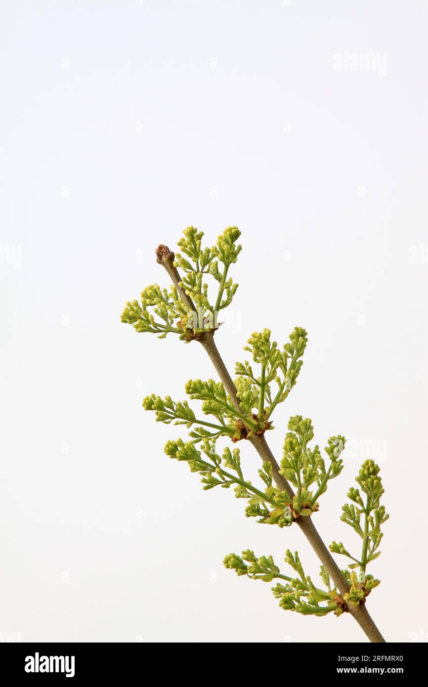 close up of clove buds, growing in early spring, gives the impression ...