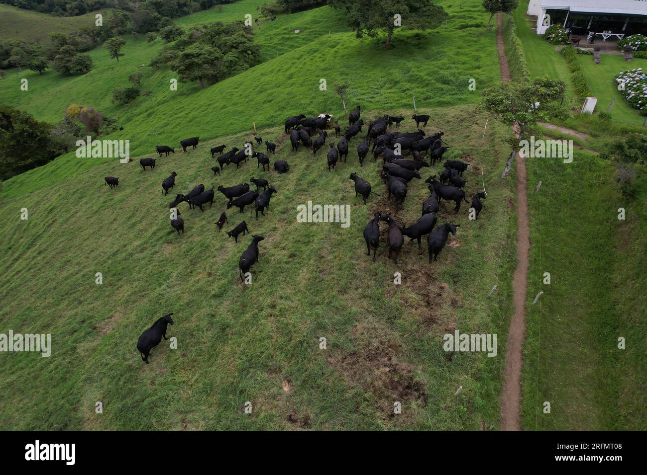 Aerial View of a Cow barn in the country side Stock Photo - Alamy