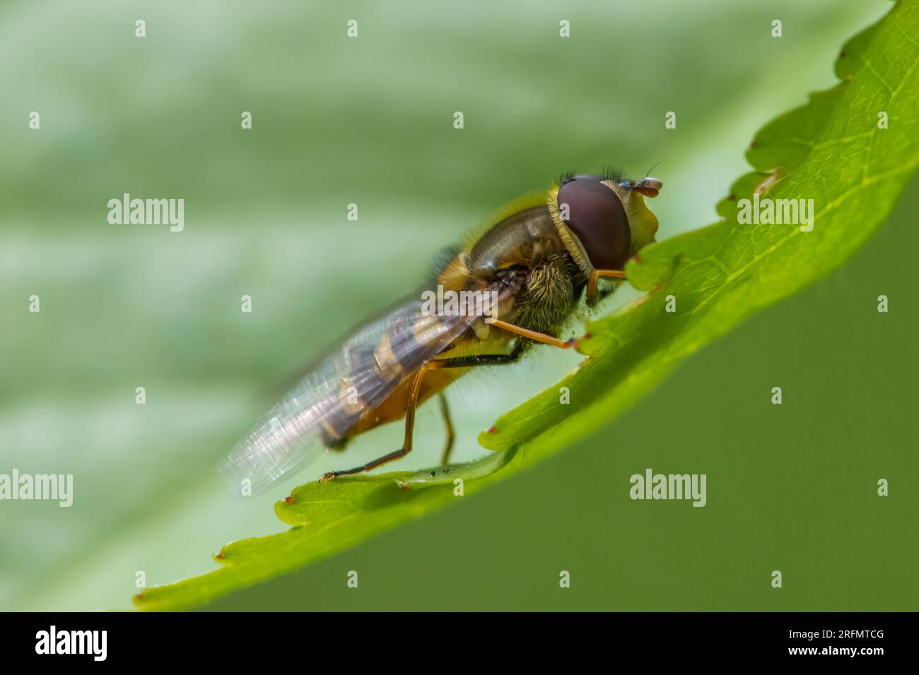 Hairy hover fly hi-res stock photography and images - Alamy