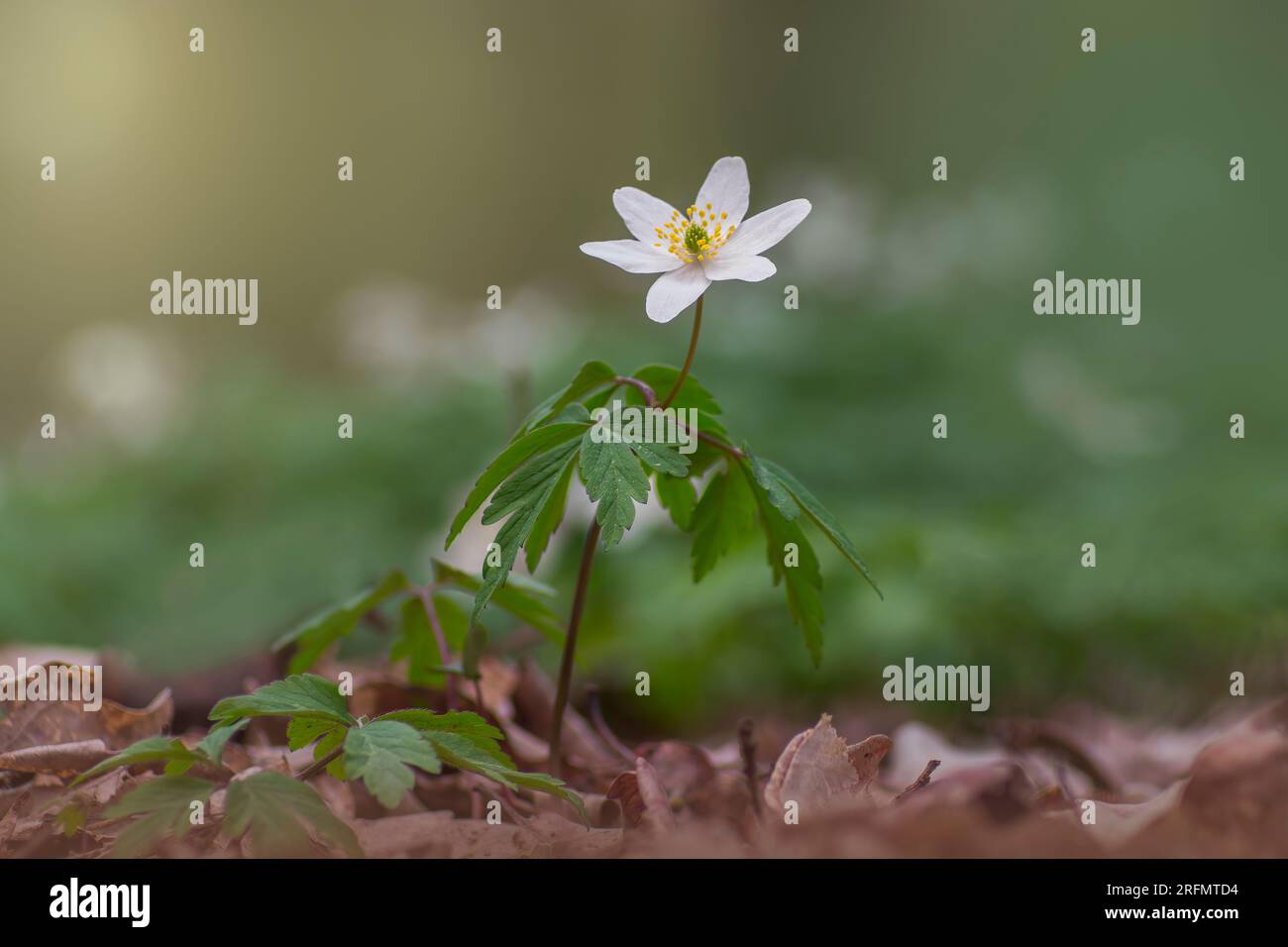 Anemone stalk hi-res stock photography and images - Alamy