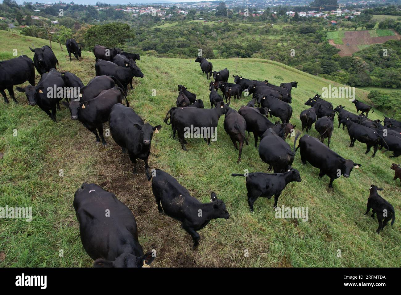 Aerial View of a Cow barn in the country side Stock Photo - Alamy