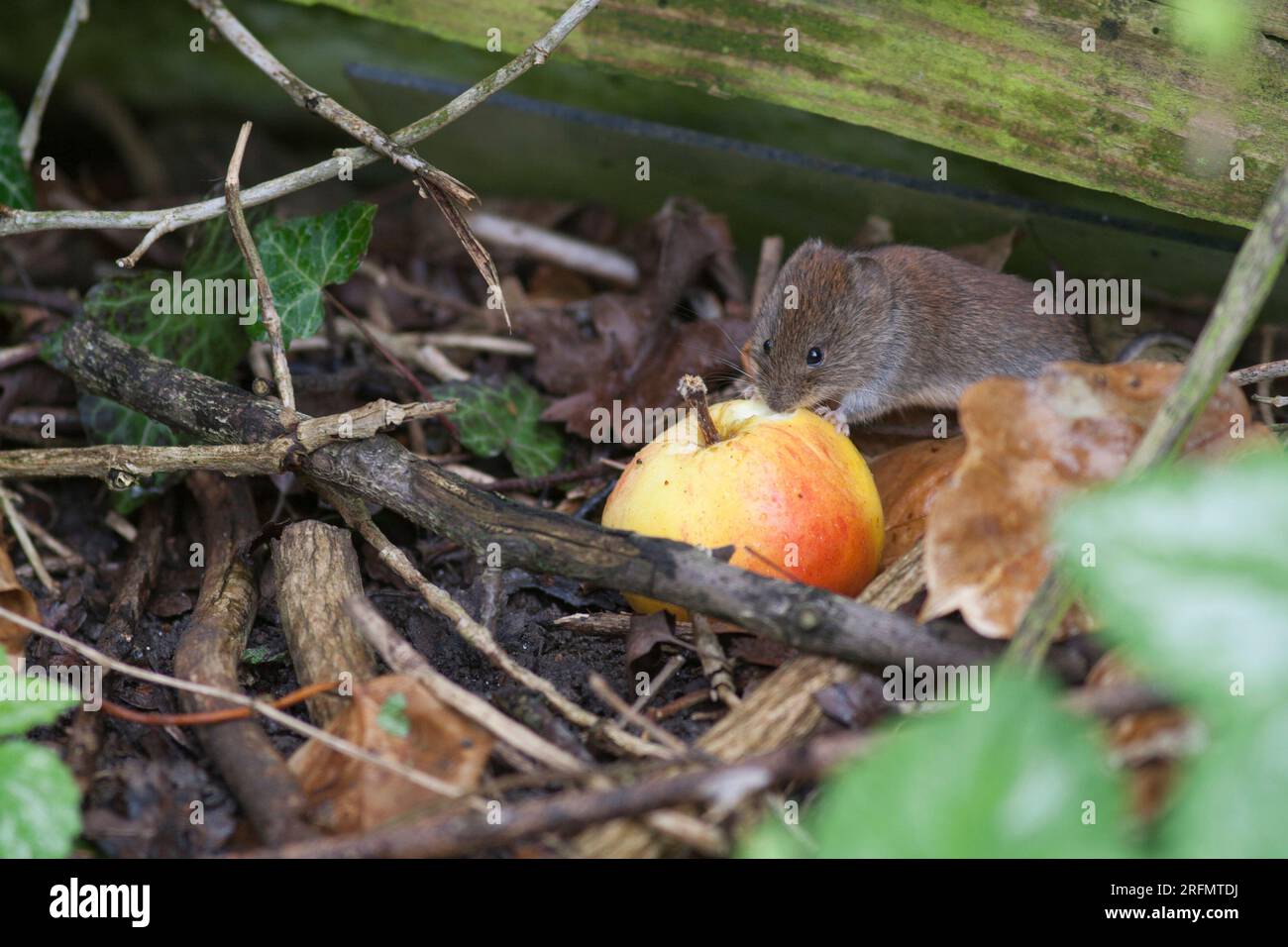 Field vole mouse eating nibbling red yellow apple close-up Stock Photo ...