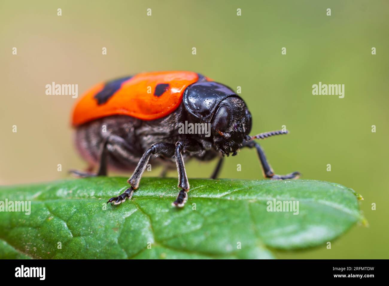 Animal ant arthropod beetle hi-res stock photography and images - Alamy