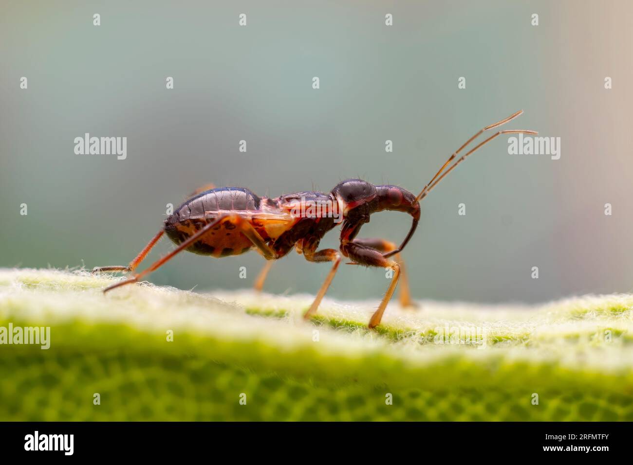 larva of a damsel bug sits on a green leaf Stock Photo - Alamy