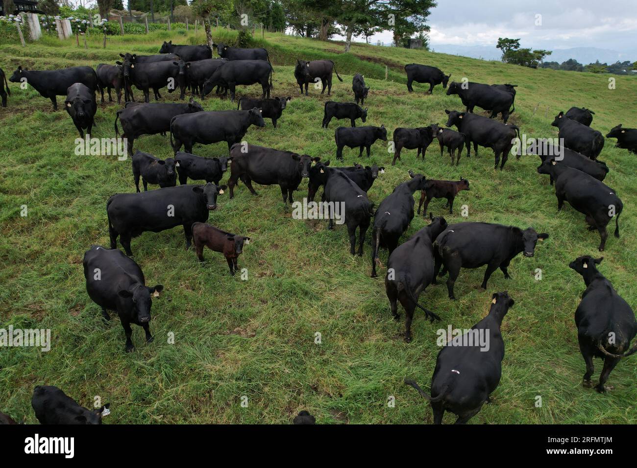 Argentine meat production hi-res stock photography and images - Alamy