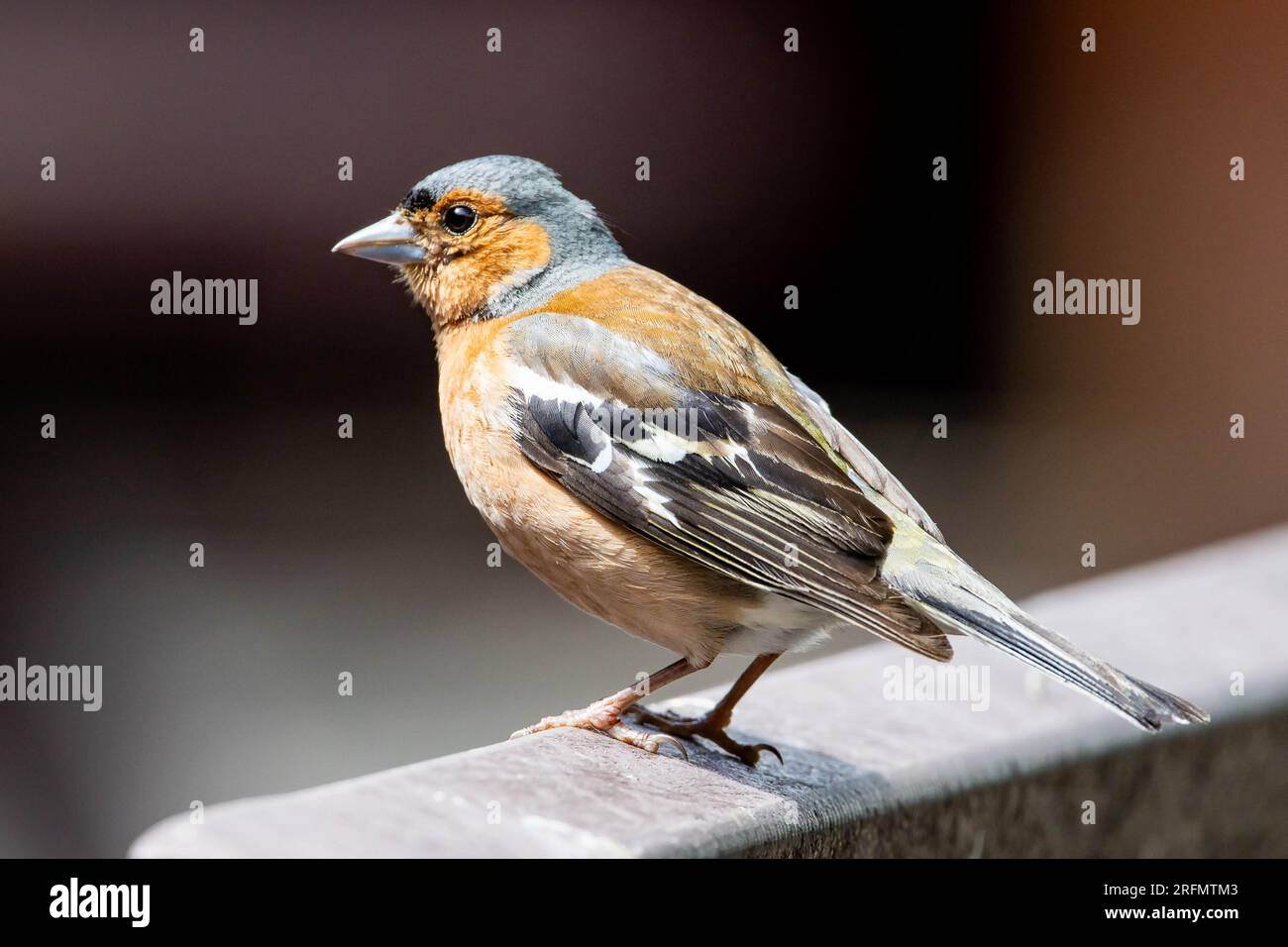 Close up portrait of common Eurasian chaffinch outdoors in the wild ...