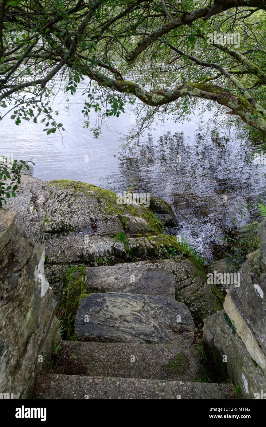 The Lonely tree in Padarn lake, Llanberis, Gwynedd, North Wales, Great ...