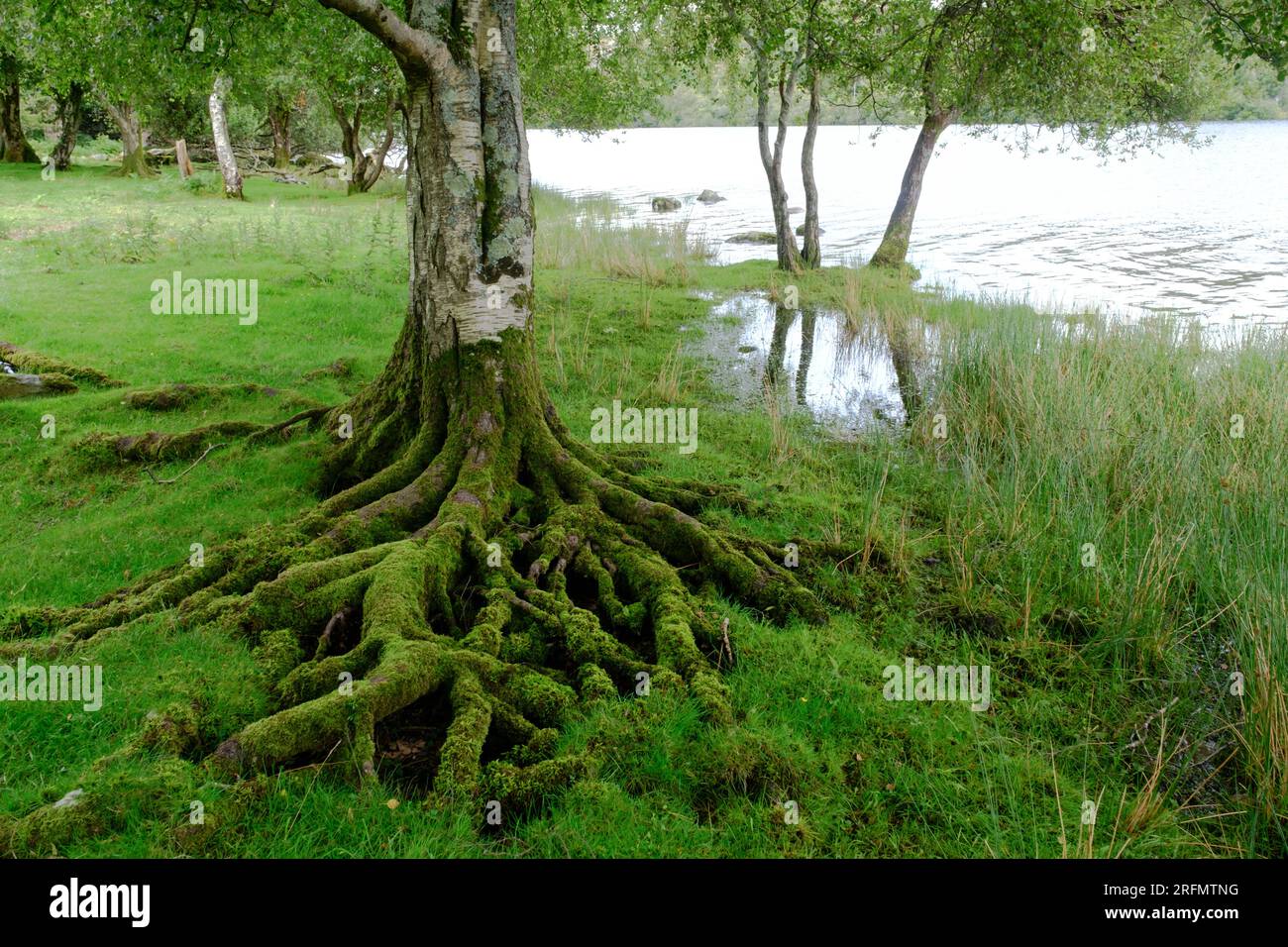 The Lonely tree in Padarn lake, Llanberis, Gwynedd, North Wales, Great ...