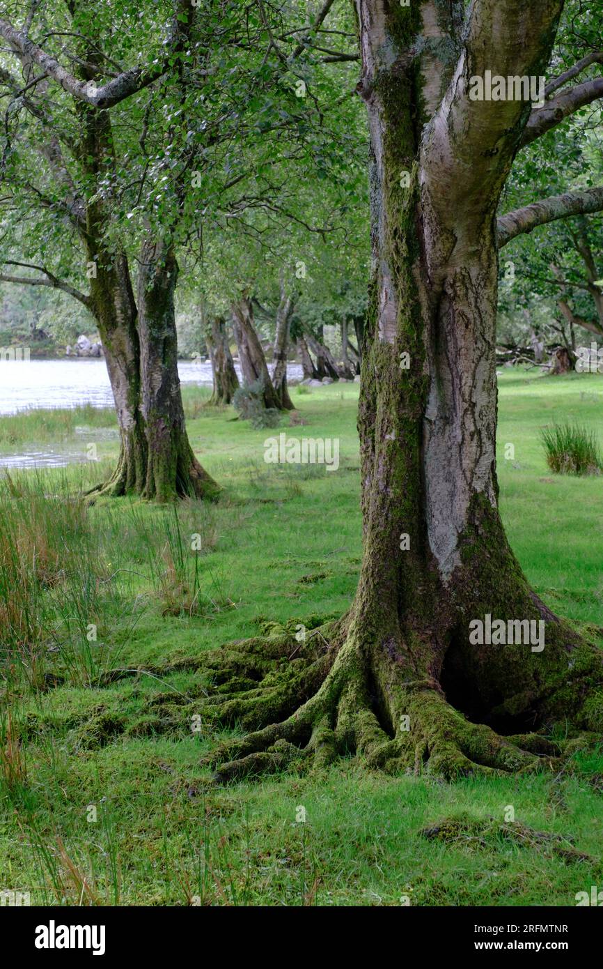 The Lonely tree in Padarn lake, Llanberis, Gwynedd, North Wales, Great ...
