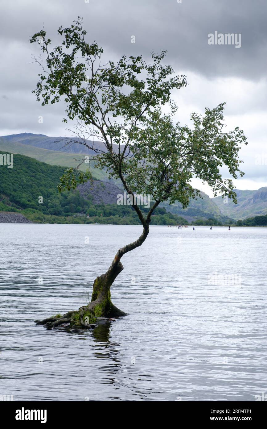 Iconic llyn padarn tree hi-res stock photography and images - Alamy