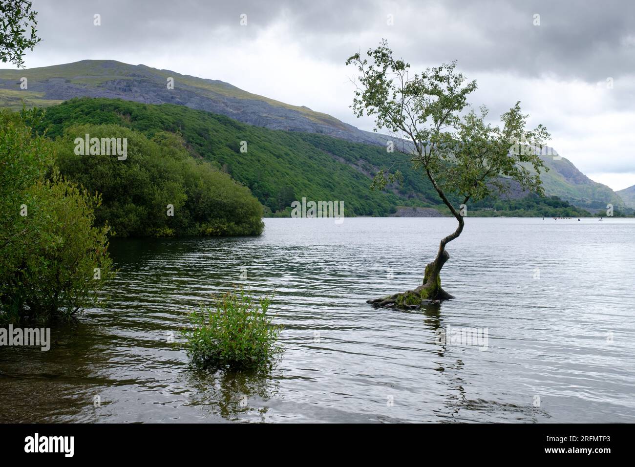 The Lonely tree in Padarn lake, Llanberis, Gwynedd, North Wales, Great ...