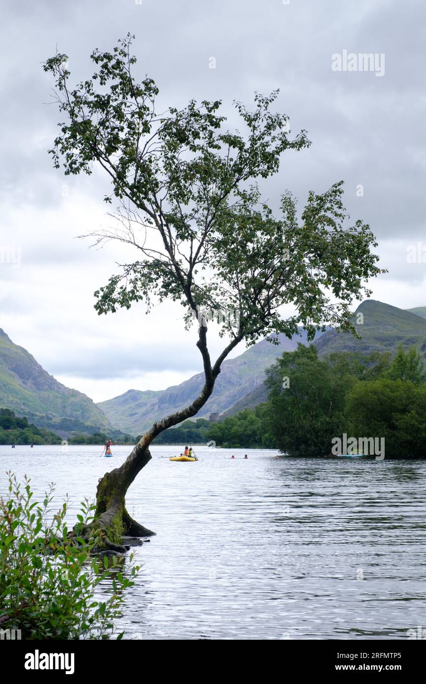 Iconic llyn padarn tree hi-res stock photography and images - Alamy