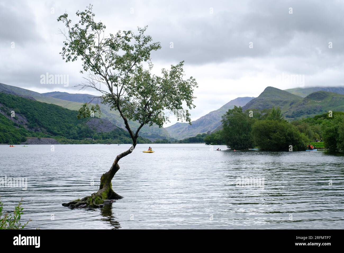 Iconic llyn padarn tree hi-res stock photography and images - Alamy